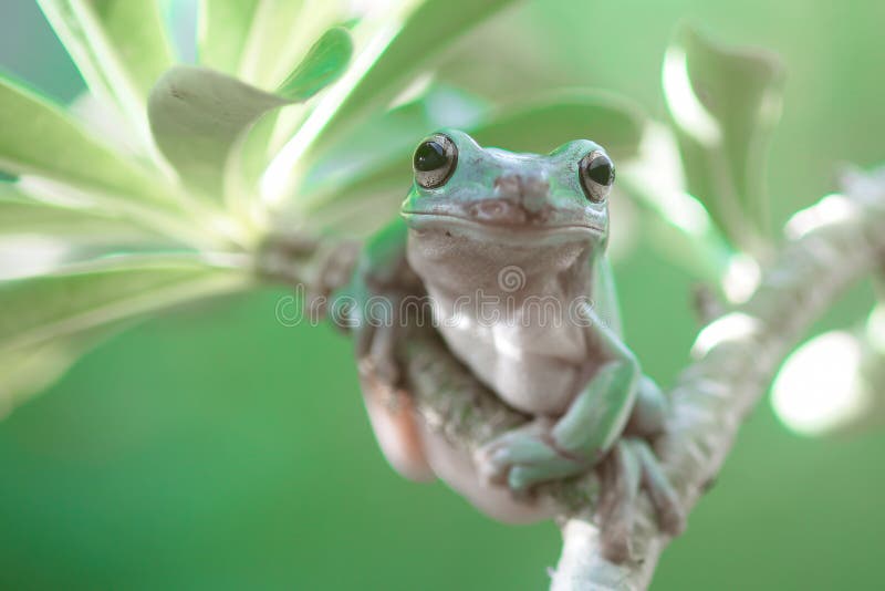 326 Baby Tree Tree Frogs Photos - Free & Royalty-Free Stock Photos from ...