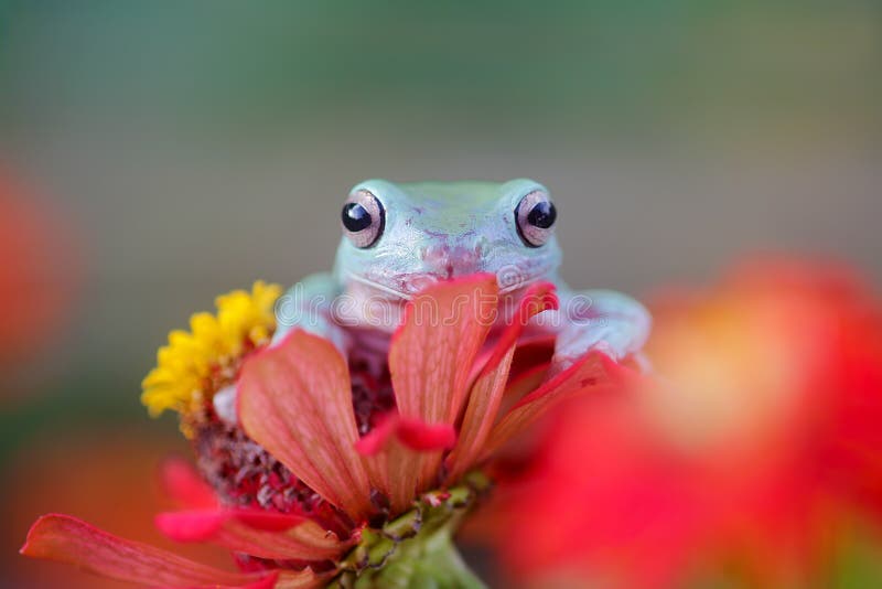 Tree Frogs, Australian Tree Frogs, Dumpy Frogs on Flowers Stock Photo ...