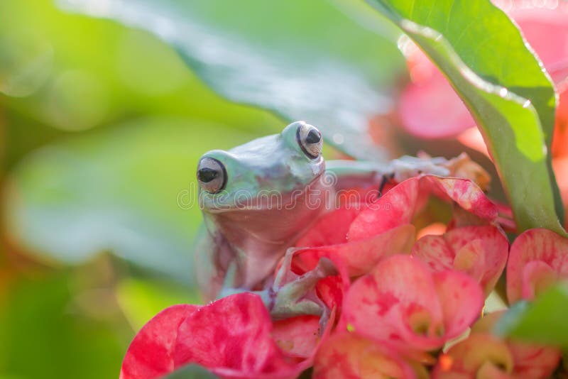 Tree Frogs, Australian Tree Frogs, Dumpy Frogs on Flowers Stock Photo ...
