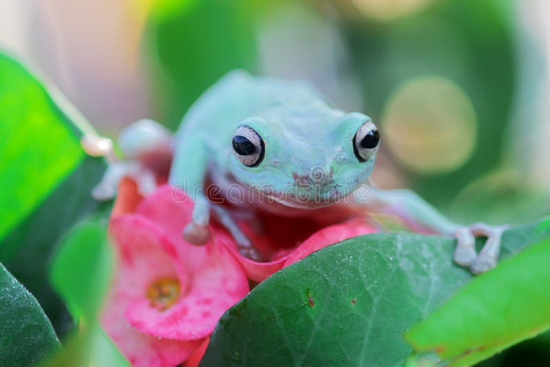 Tree Frogs, Australian Tree Frogs, Dumpy Frogs on Flowers Stock Image ...