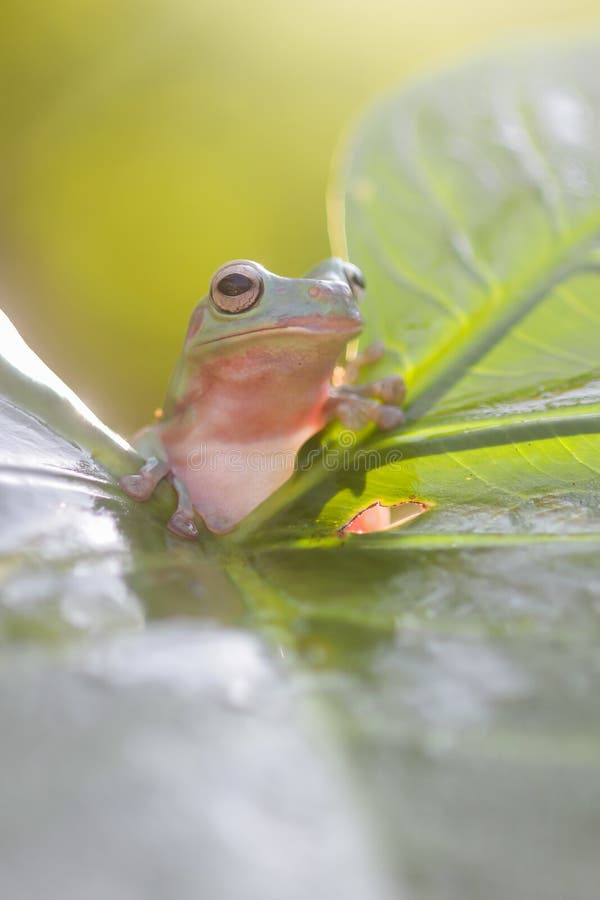 326 Baby Tree Tree Frogs Photos - Free & Royalty-Free Stock Photos from ...
