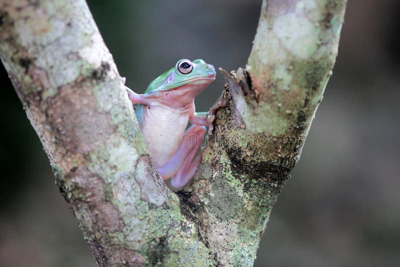 Tree Frogs, Australian Tree Frogs, Dumpy Frogs on Flowers Stock Photo ...