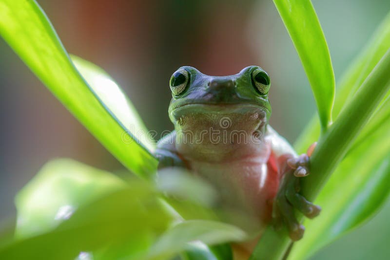 Tree Frogs, Australian Tree Frogs, Dumpy Frog in Twigs Stock Photo ...