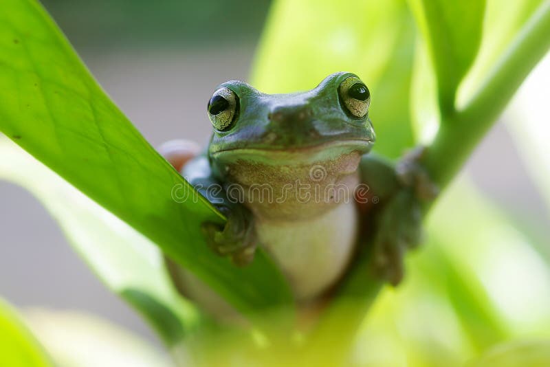 Tree Frogs, Australian Tree Frogs, Dumpy Frog in Twigs Stock Image ...