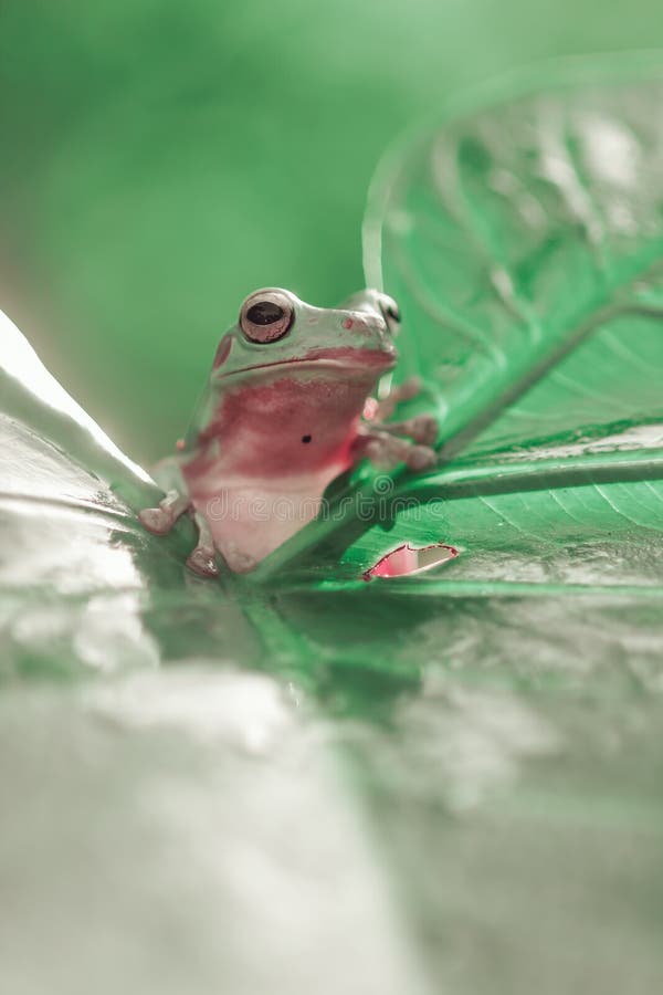 Glass Frog Eating A Spider