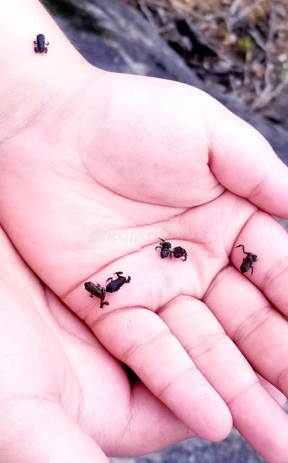 Tree frogs stock image. Image of frogs, trail, baby - 121087783