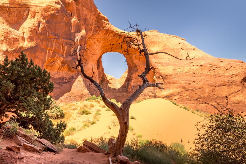A Tree in Front of an Arch in the Monuments in the Monument Valley ...
