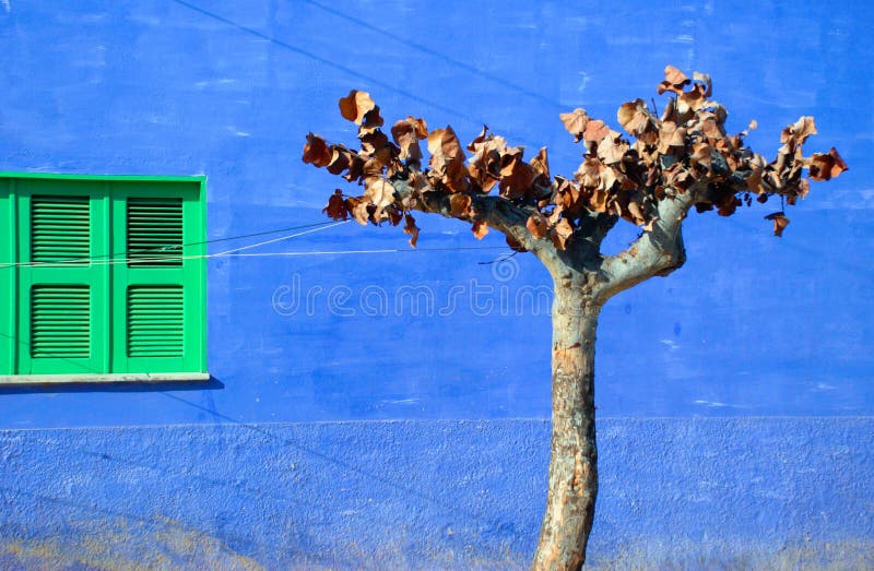 Tree in Front of a Blue House with Green Window Stock Photo - Image of ...