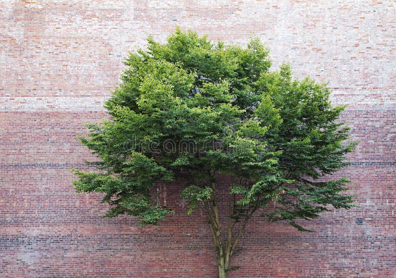 Tree in Front of Brick Wall Stock Image - Image of city, green: 11096513