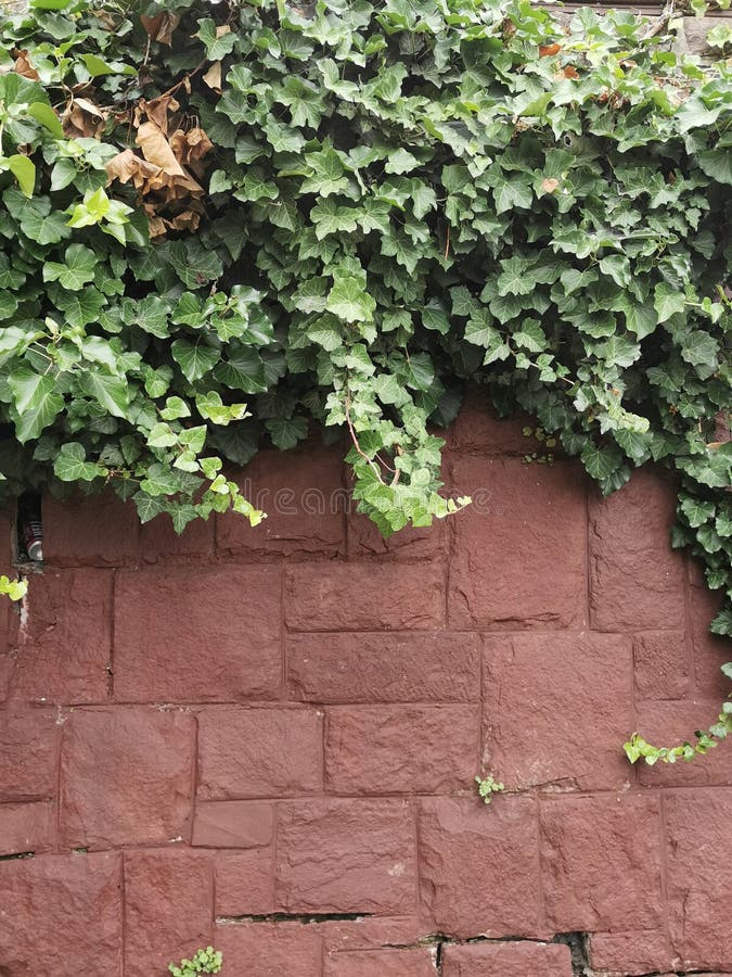A Green Leaves in Front of a Brick Wall Stock Image - Image of garden ...