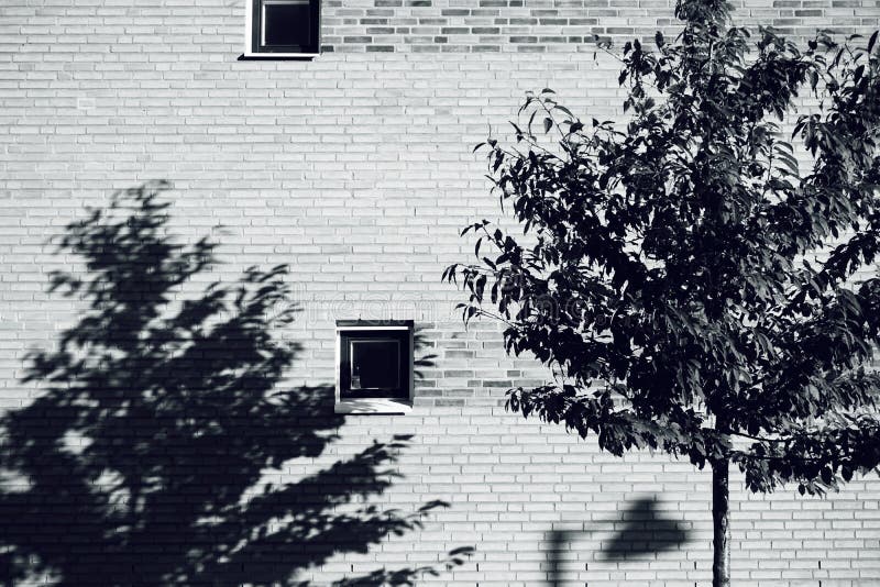 Tree in Front of Building during Day Stock Image - Image of tree, white ...