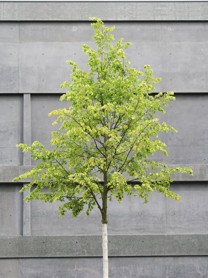 Tree in Front of Concrete Building Stock Image - Image of building ...