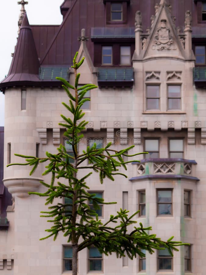 Tree in Front of Historic Building in Ottawa, Canada. Stock Image ...