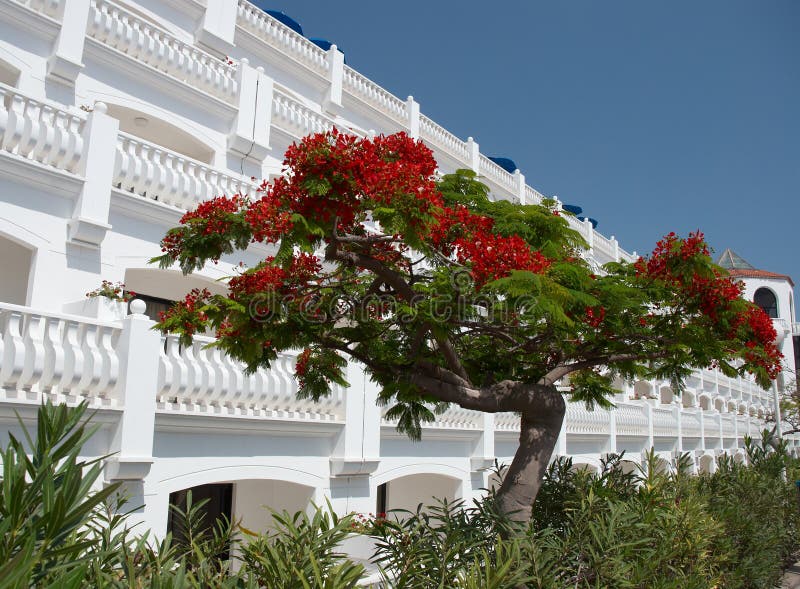 Tree in Front of Luxury Hotel Stock Photo - Image of paradise, building ...