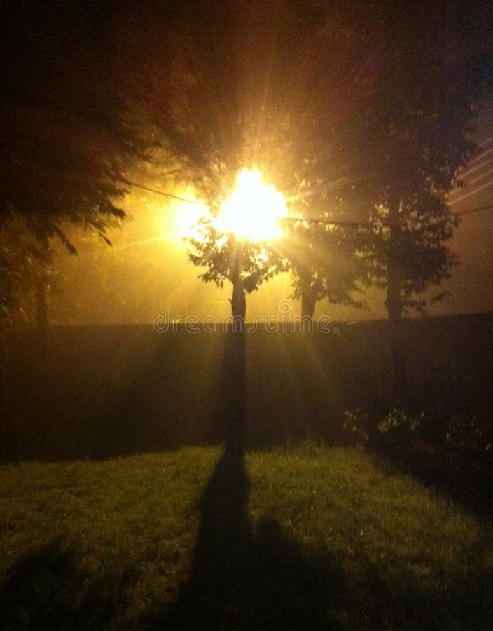 Tree in front of light stock photo. Image of greenery - 58316900