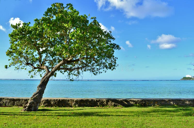 Tree in front of the Ocean stock image. Image of lake - 40539797