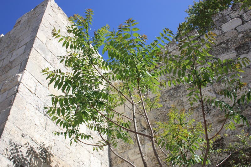 Tree and fortress wall stock image. Image of nature - 115291809