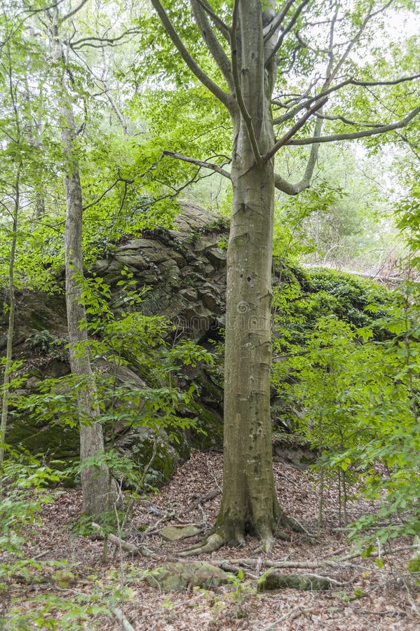 Rocky outcrop in forest stock image. Image of outdoors - 148136591