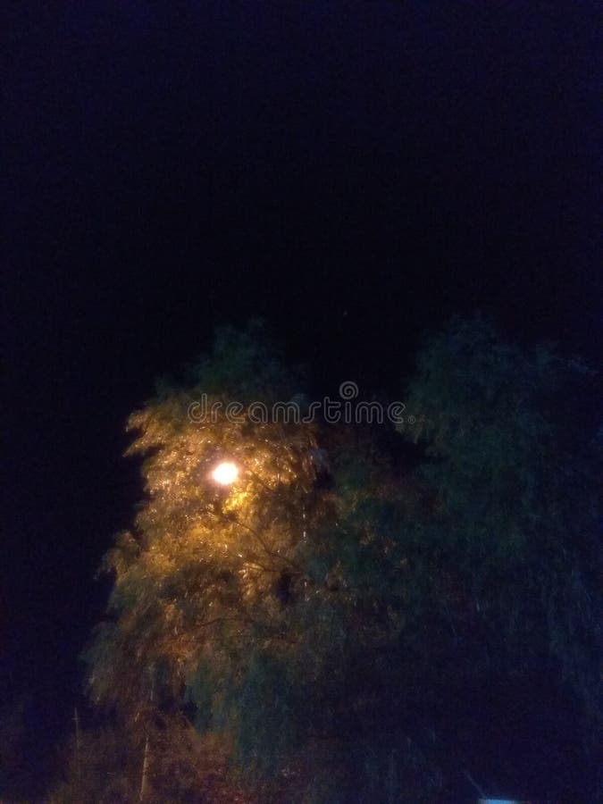 Tree in Front of Streetlight at Dusk Stock Image - Image of streetlight ...