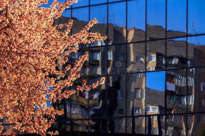 Tree in Front of Windows with a Mirror Coating Stock Photo - Image of ...
