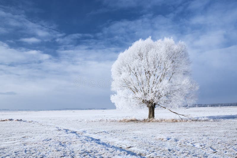 Tree in frost stock image. Image of frozen, scene, cold - 17071019