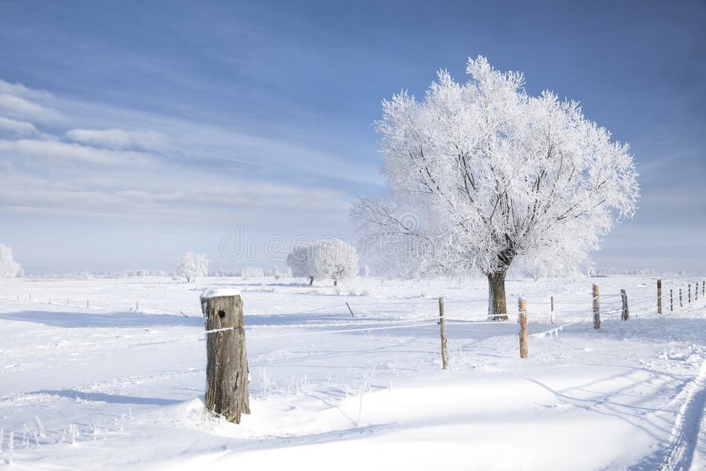 Tree in frost stock image. Image of season, snowfall - 17071053