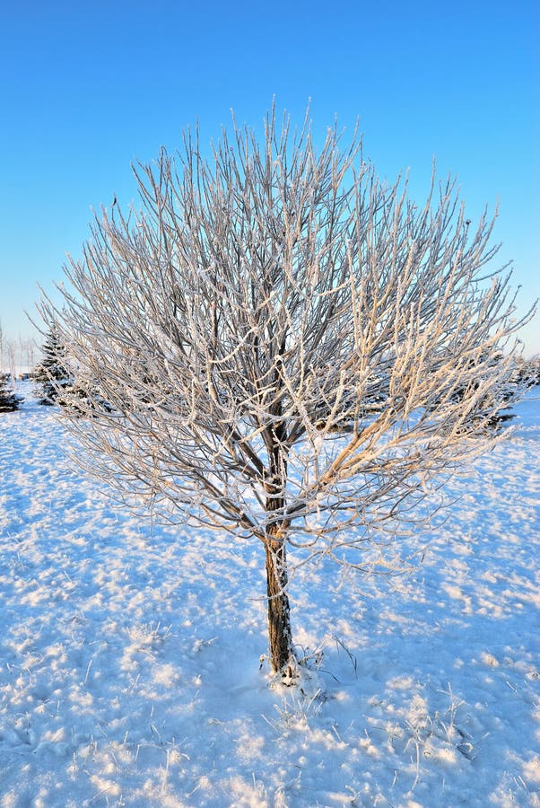 Tree in frost at dawn stock photo. Image of drizzle, freezing - 17143542