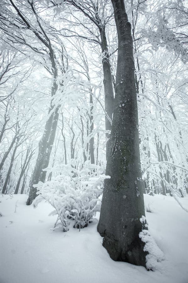 Tree in Frozen Forest with Snow Stock Image - Image of giant, holiday ...