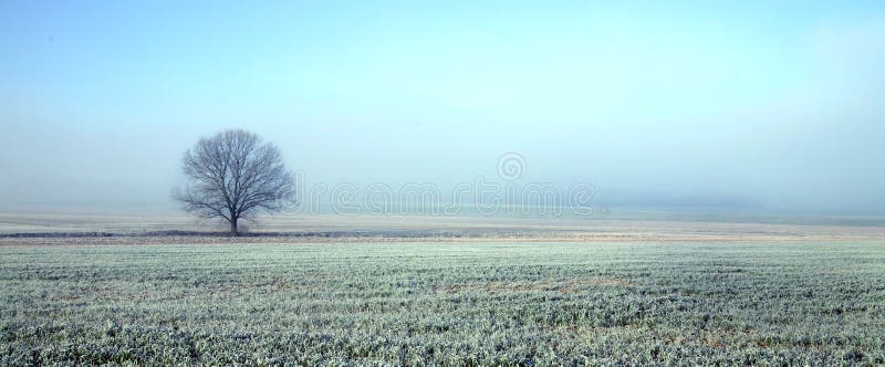 Tree in frozen landscape stock photo. Image of belgium - 4987802