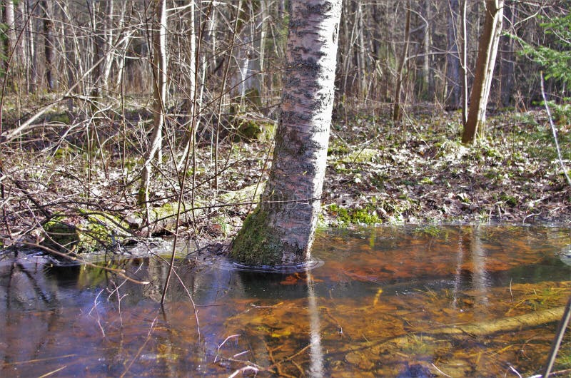 Tree in a Frozen Puddle. Cold Spring Morning Stock Image - Image of ...