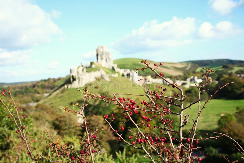 Tree with Fruit on the Top of Hill Scene. Stock Image - Image of fruit ...
