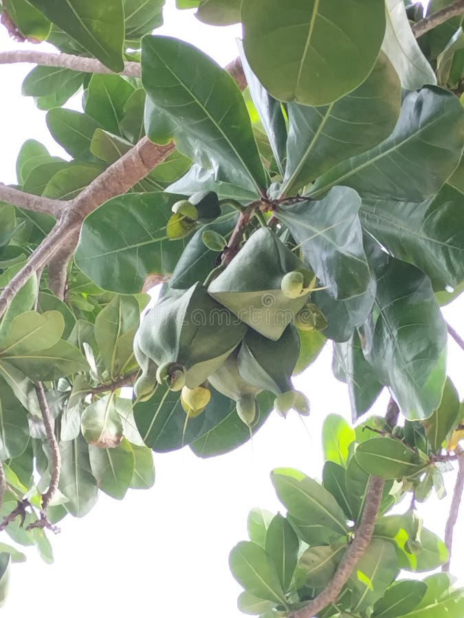 Tree Fruits Leaf Day Summer Hot Art Sky Stock Image - Image of tree ...