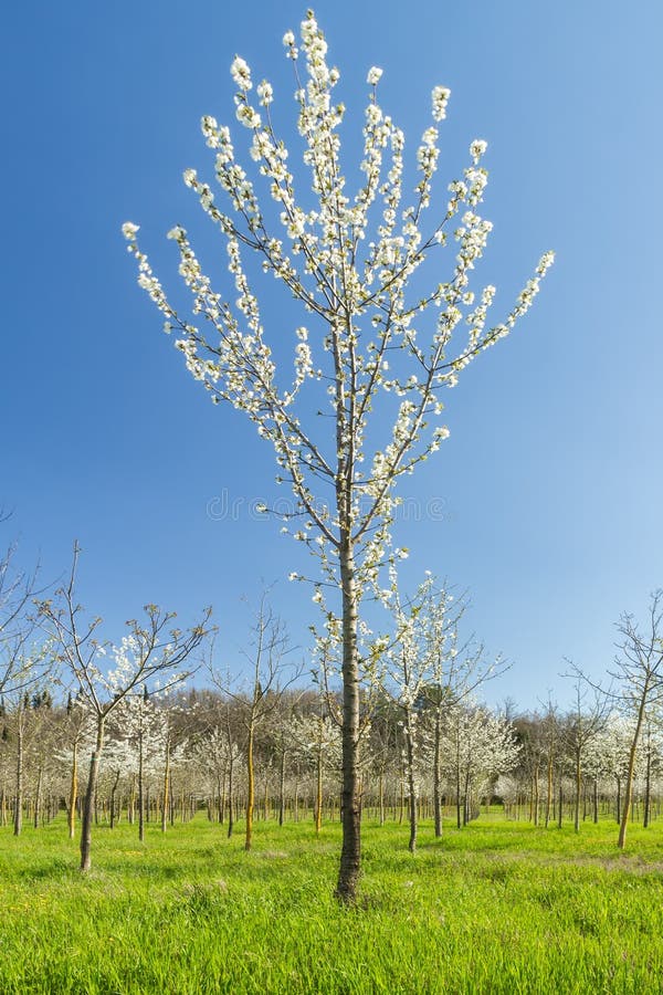 Tree fruits in springtime stock photo. Image of freshness - 31047796