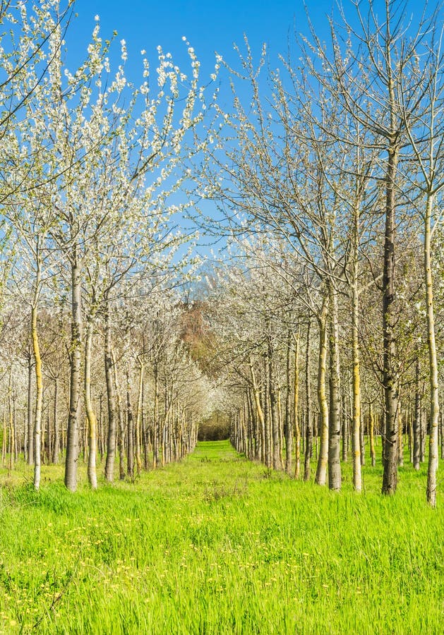 Tree fruits in springtime stock photo. Image of beautiful - 31047864