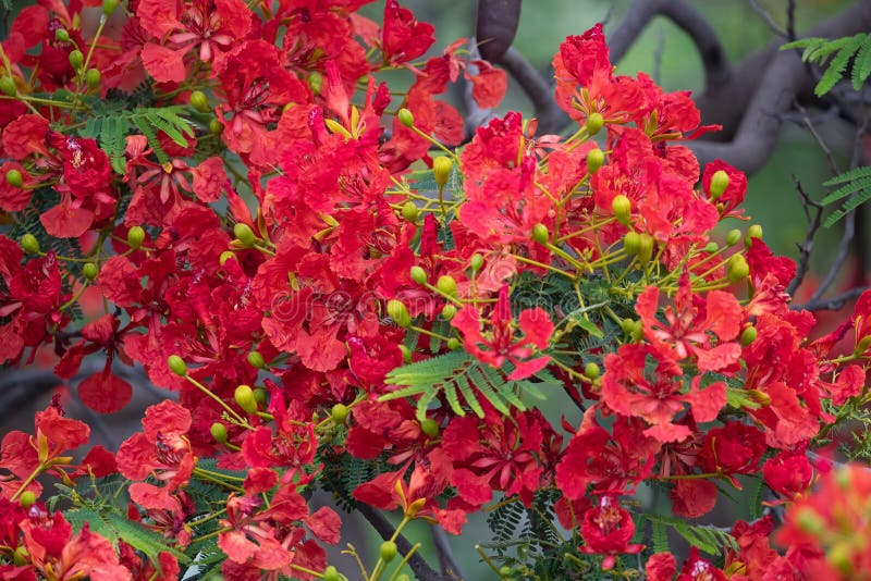 A Tree Ful of Delonix Regia Flowers Stock Image - Image of blooming ...