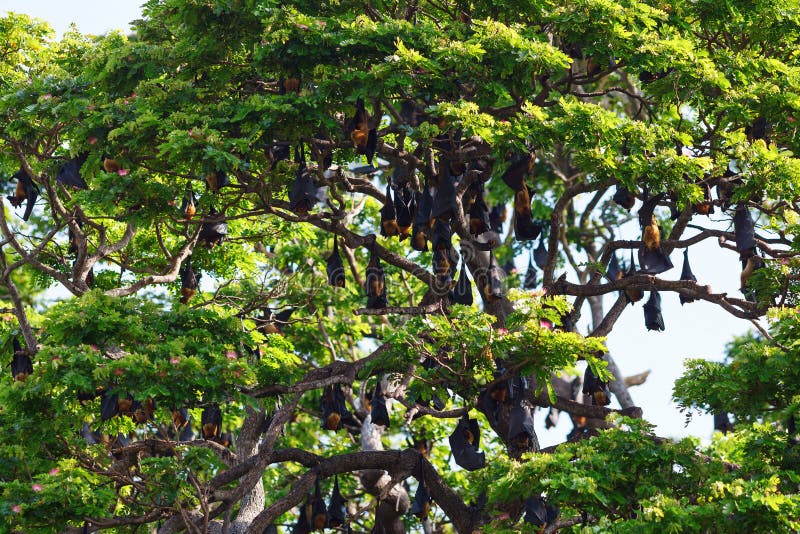 Tree full of bats stock image. Image of bats, branch - 79295525