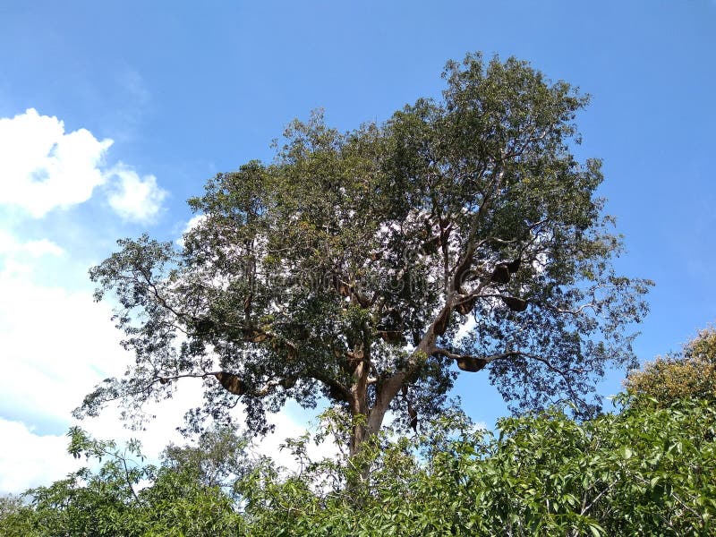 A Tree Full with Bee, we Could Find it in Penepian Raya Forest Stock ...