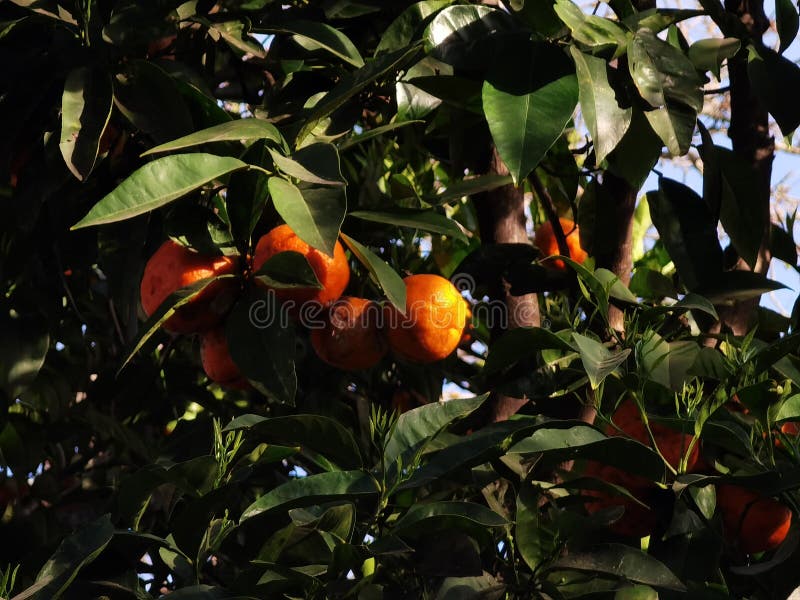 A Tree Full of Big Tangerines in Izmir Stock Photo - Image of color ...