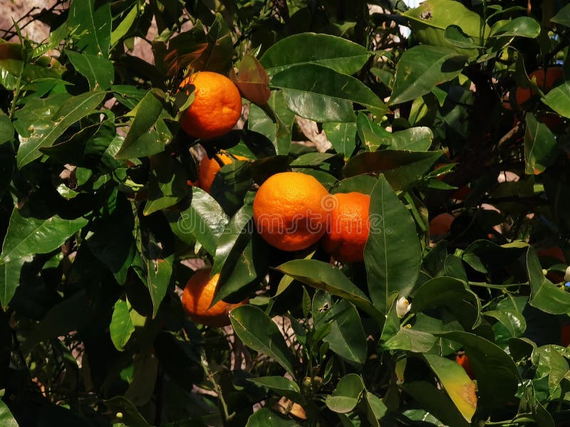 A Tree Full of Big Tangerines in Izmir Stock Image - Image of bright ...