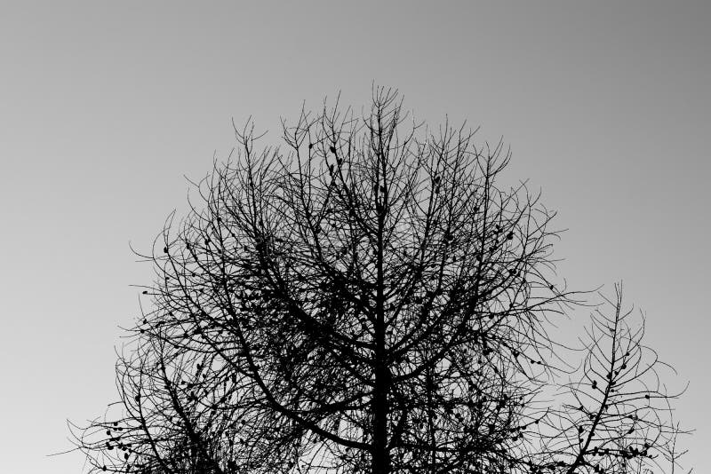 Tree Full of Branches during Winter Stock Photo - Image of autumn, tree ...