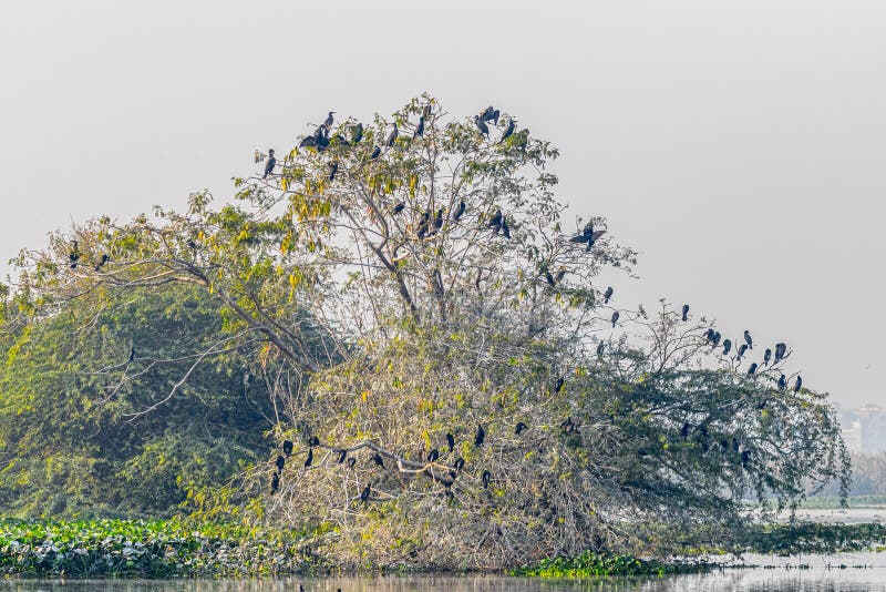 A Tree full of cormorant stock photo. Image of seabird - 265623852