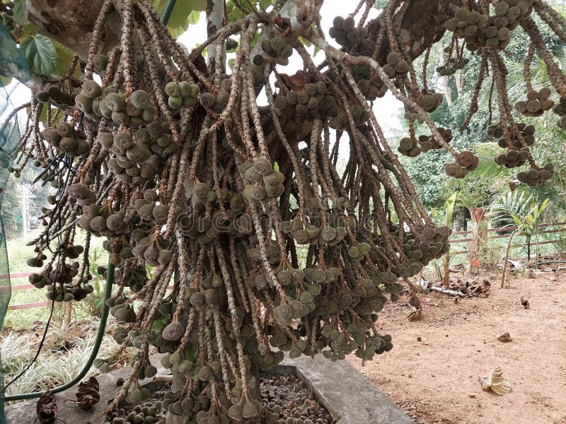 A Tree Full of Fig ,a View from Kerala India Stock Photo - Image of ...