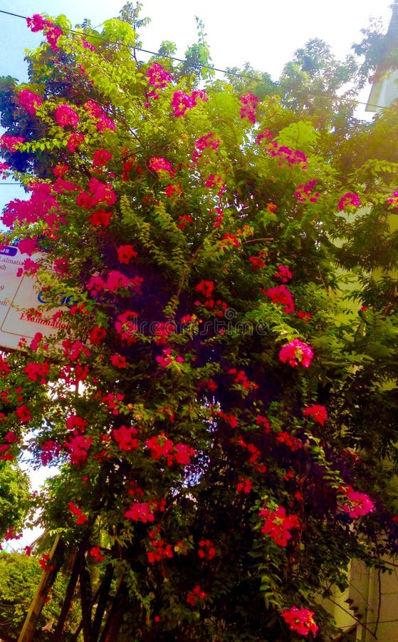 Tree stock photo. Image of tree, flower, plant, full - 156817922