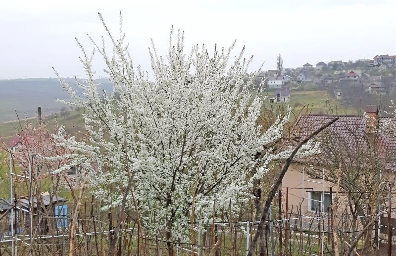 Tree Full of Flowers in the Spring. Prunus Cerasifera Stock Image ...