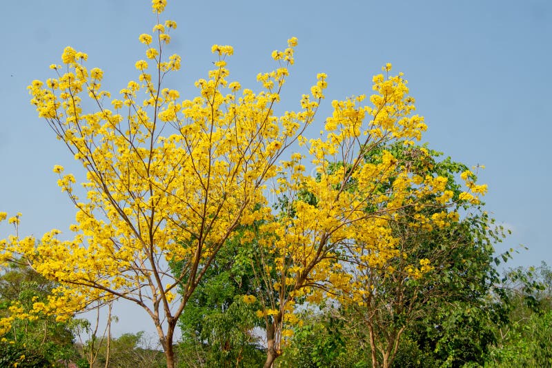 The Tree is Full of Golden Yellow. Stock Photo - Image of chrysotricha ...