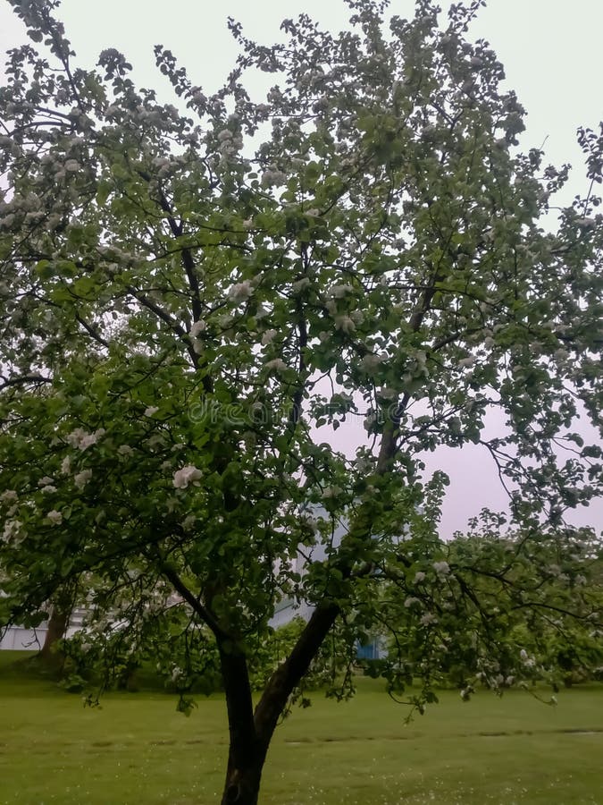 A Tree Full of Green Leafs and White Flowers a View from Oslo Norway ...