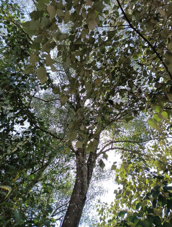 Tree Full with Leaves in the Forest Low Angel Stock Image - Image of ...