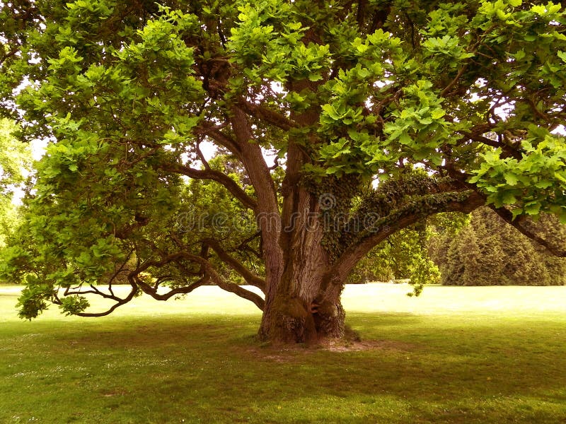 Tree full of leaves stock photo. Image of nature, leaves - 128441494