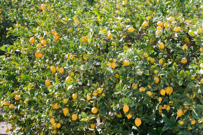 Tree full of lemons stock photo. Image of healthy, ripe - 85862360