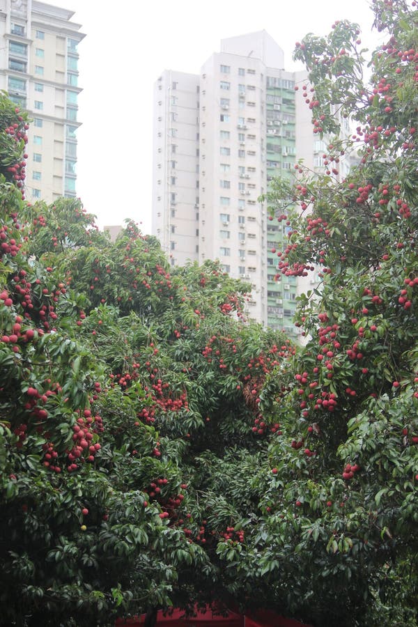 A tree full of litchi stock photo. Image of lychee, summer - 41839216